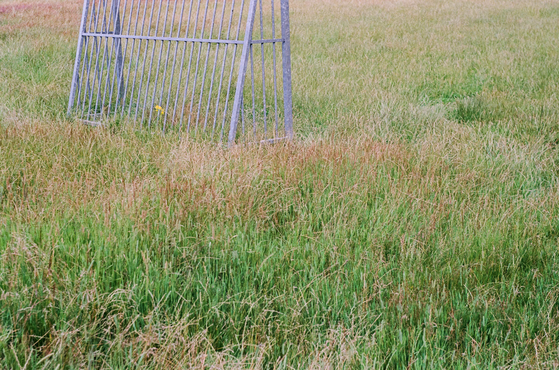 Fujifilm Fujicolor C200 Sample Pictures